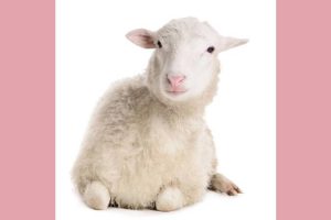 40 Ideas for 40 Days—Lenten Activities: Remembering the Lamb ...